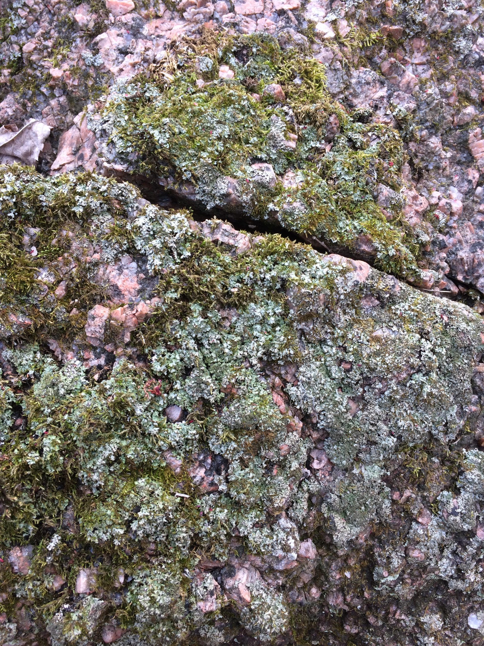 Organics vs. Asphalt | Roofing Elements